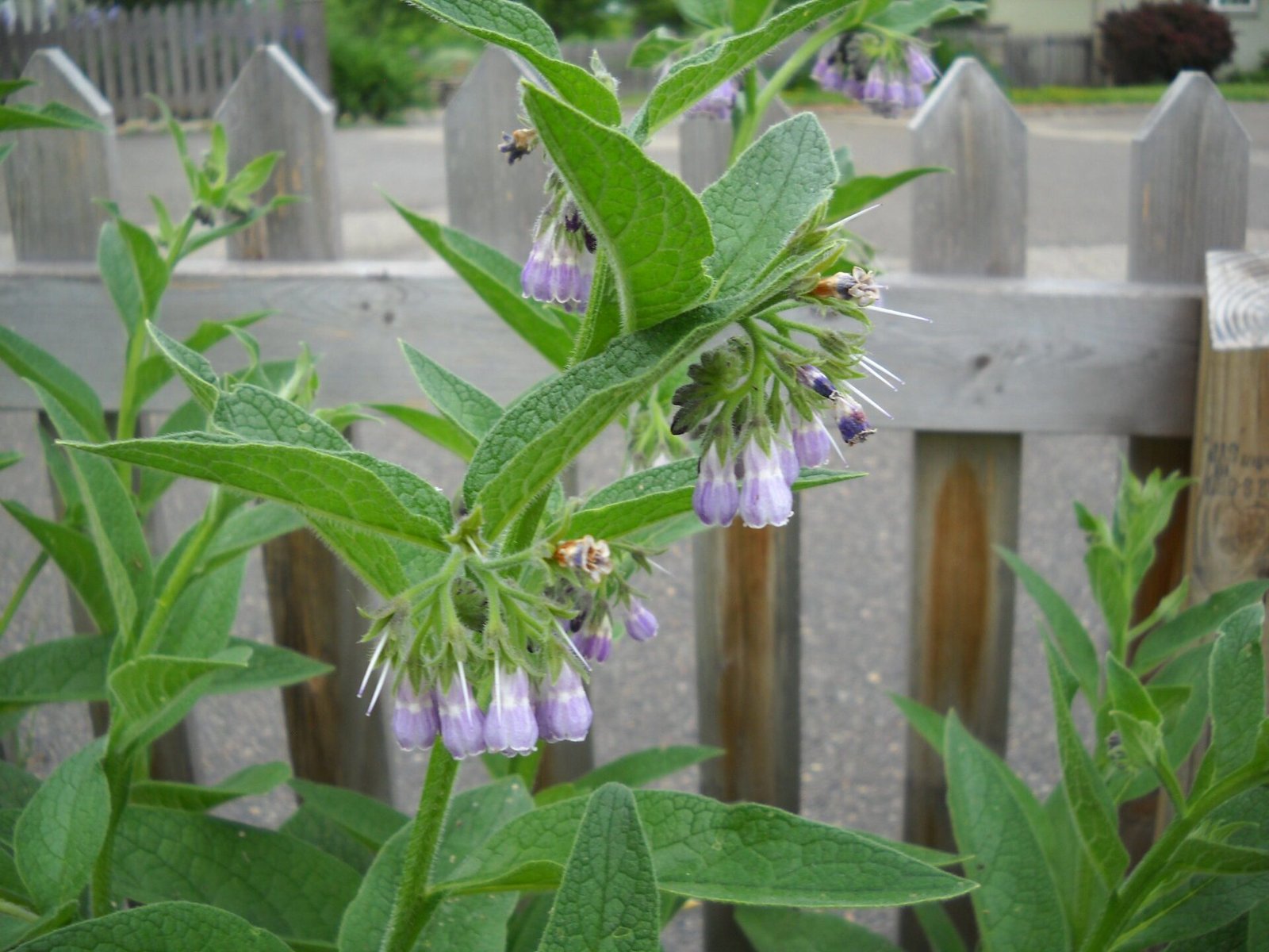 How To Grow Comfrey? Your Easy Step-by-Step Guide