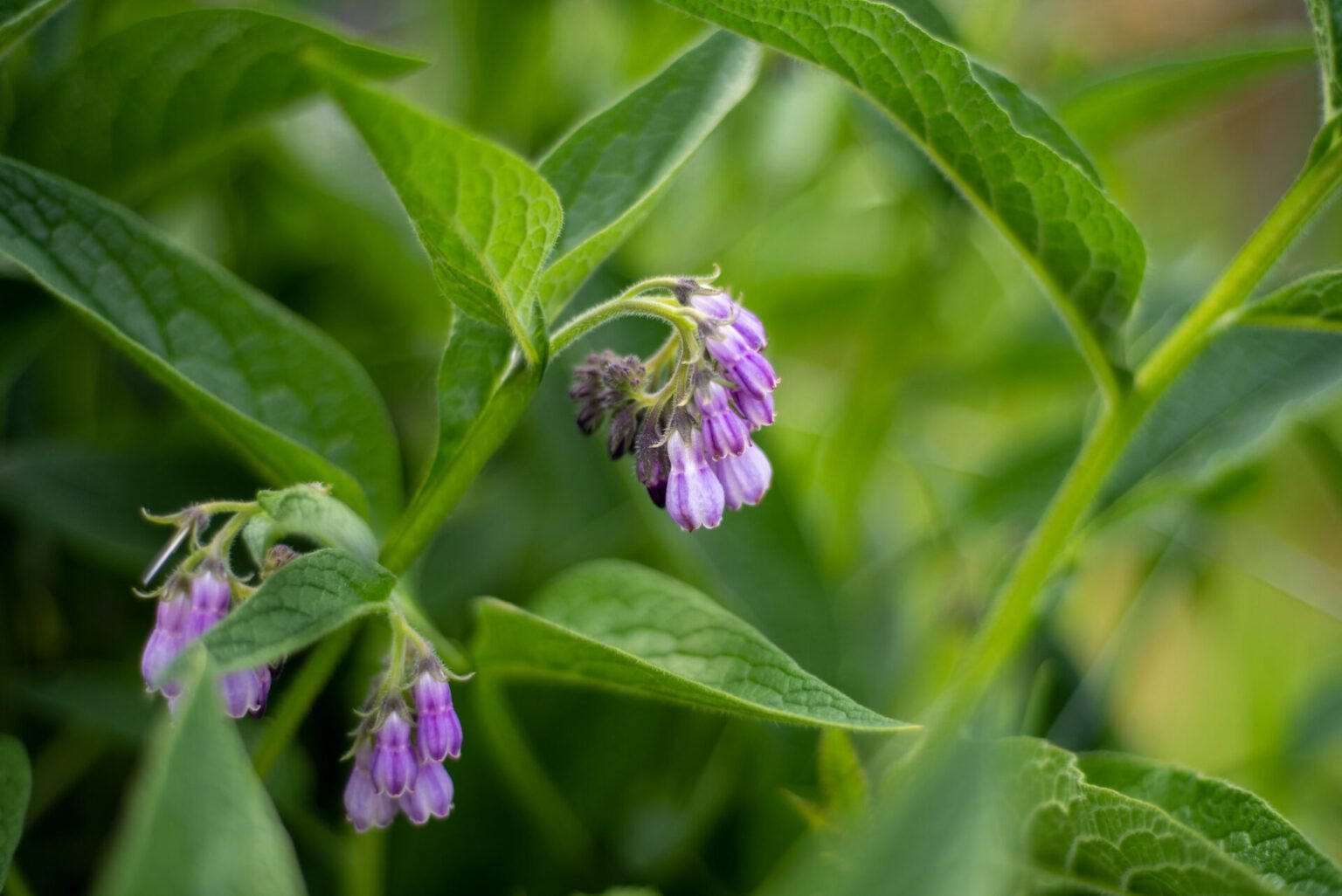 What is Comfrey? A Complete Guide to Benefits, Uses, and Advice