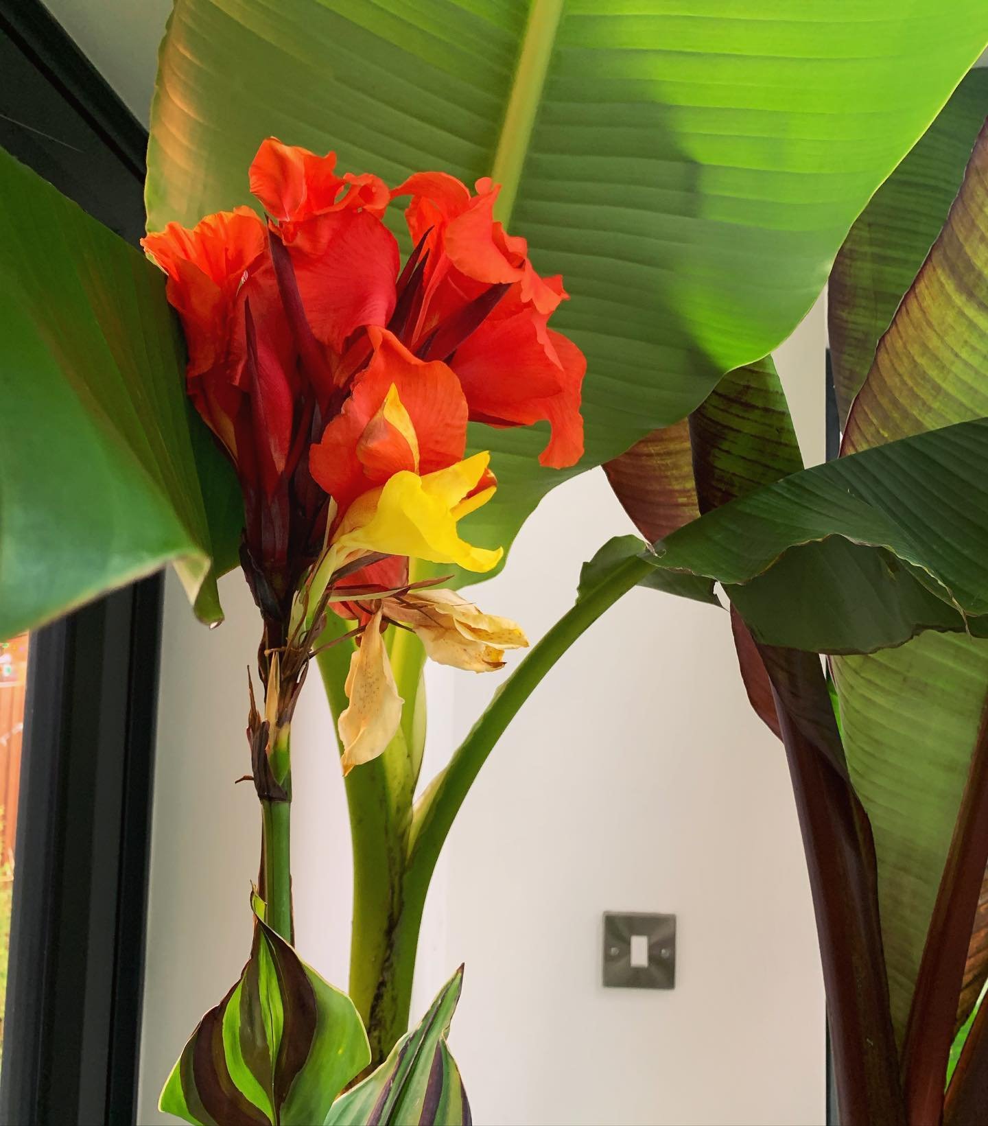 Canna 'Cleopatra' (Canna Lily) Care Tips for UK Gardeners