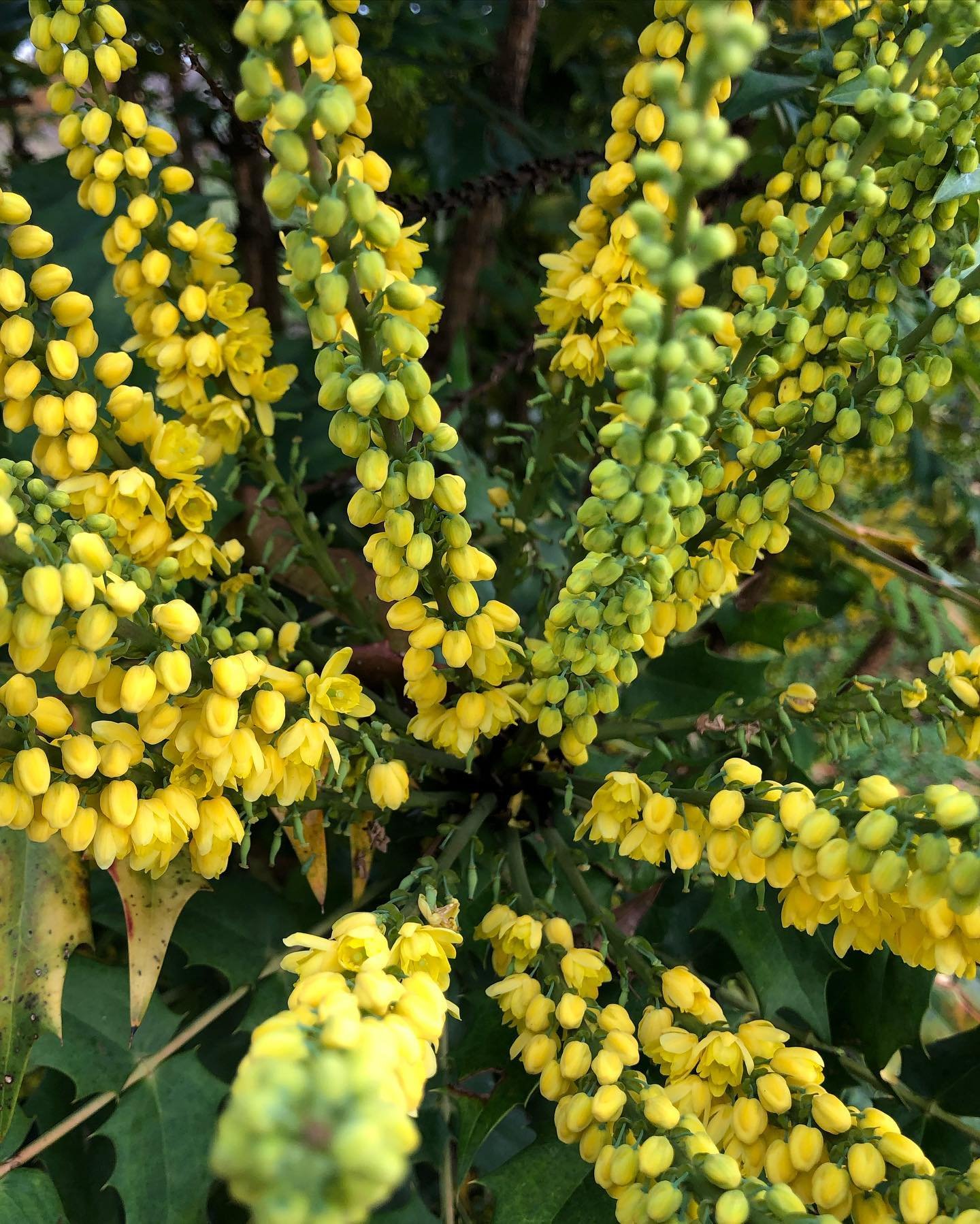 How to Grow Mahonia Japonica (Berberis japonica) in UK Gardens