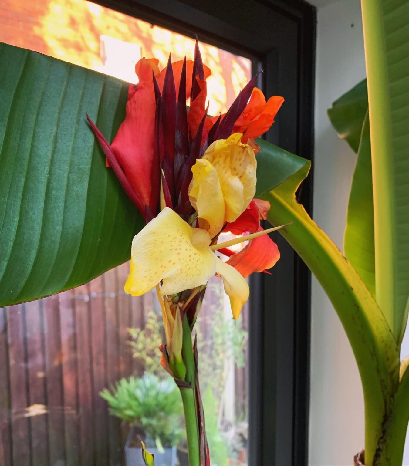 Canna 'Cleopatra' (Canna Lily) Care Tips for UK Gardeners
