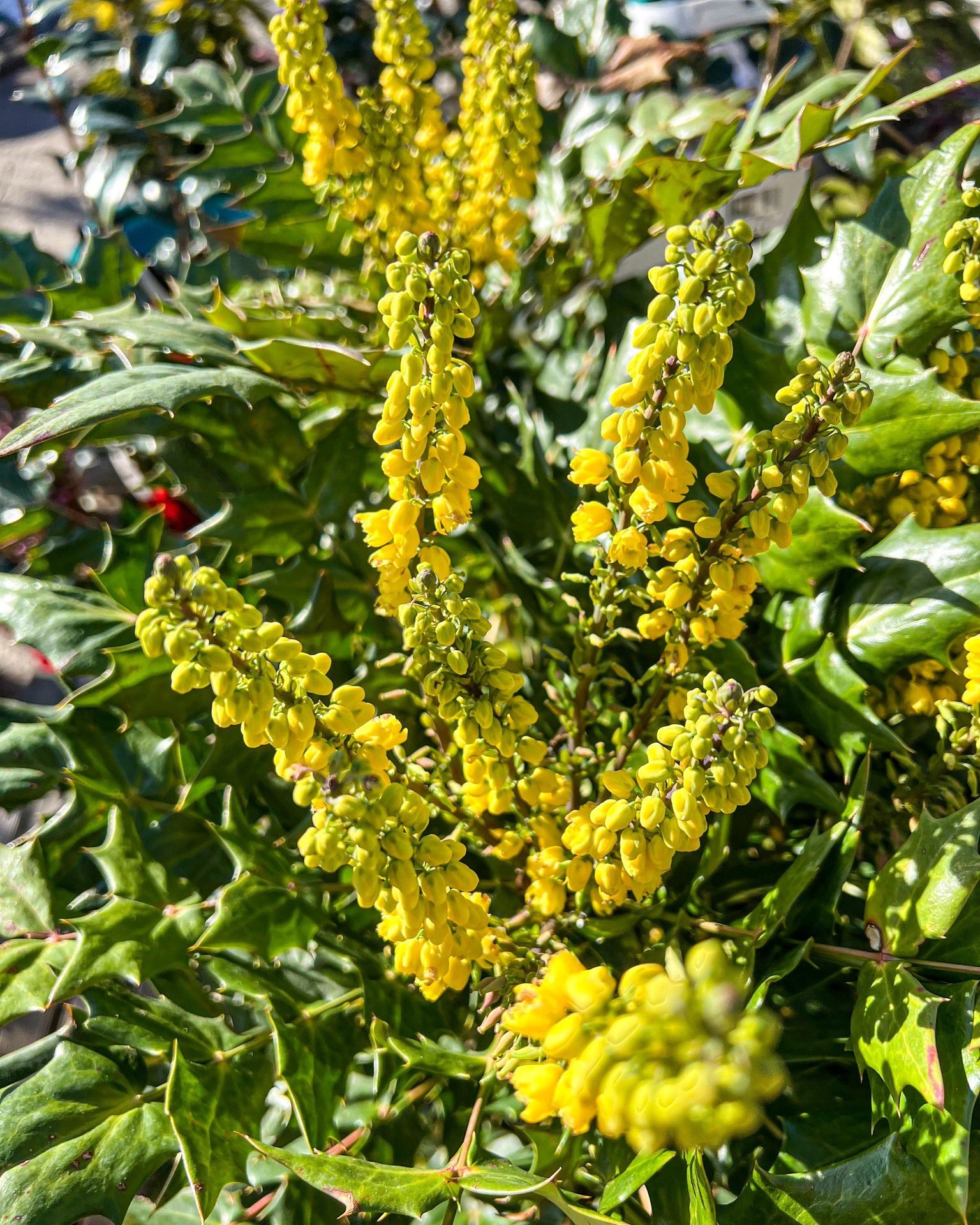 How to Grow Mahonia Japonica (Berberis japonica) in UK Gardens