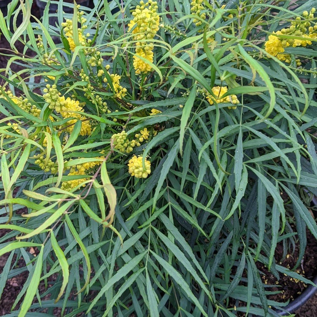 How to Grow Mahonia eurybracteata 'Soft Caress' in UK Garden - Garden ...