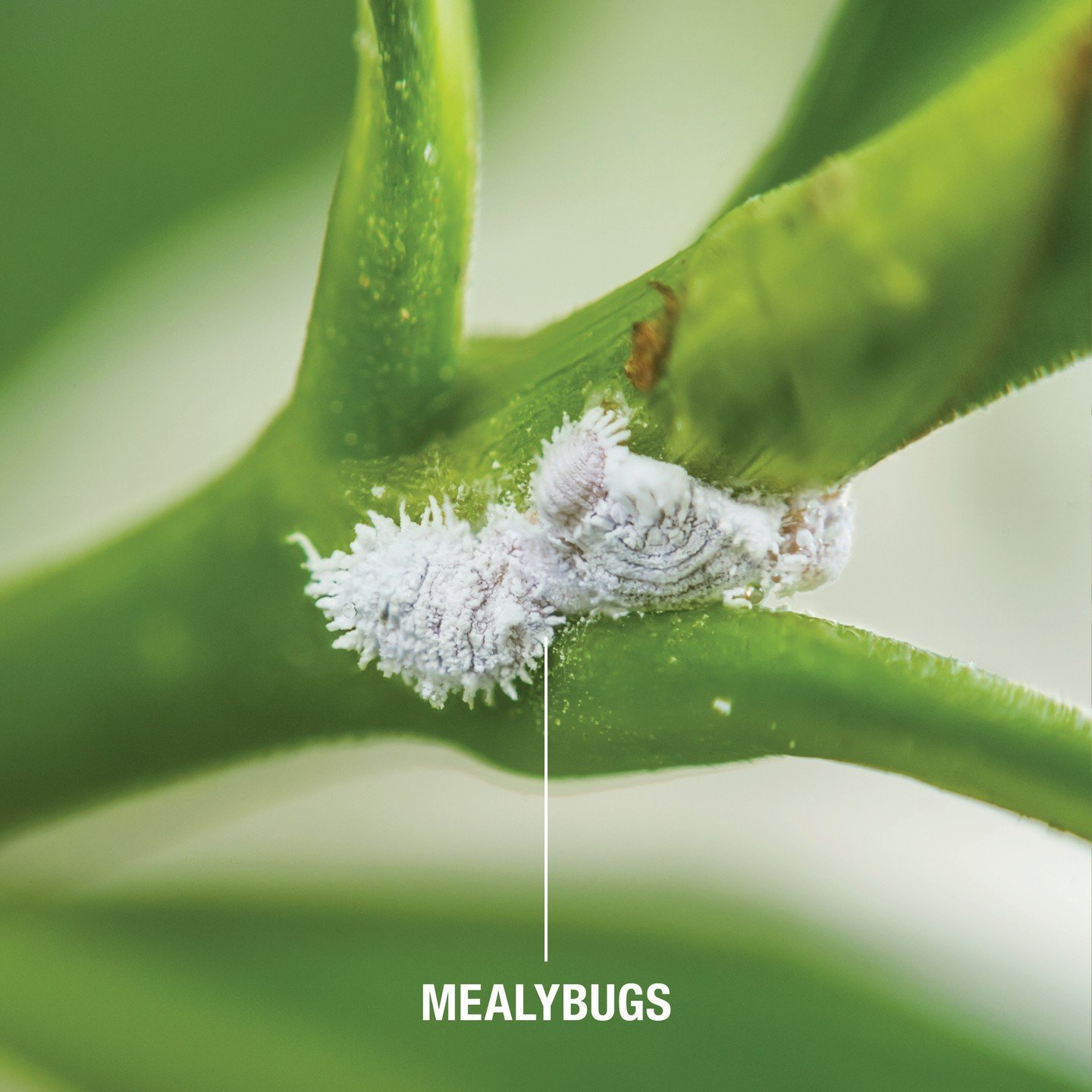 What Are Mealybugs and How to Deal with Them? - Garden Design, 3D Model ...