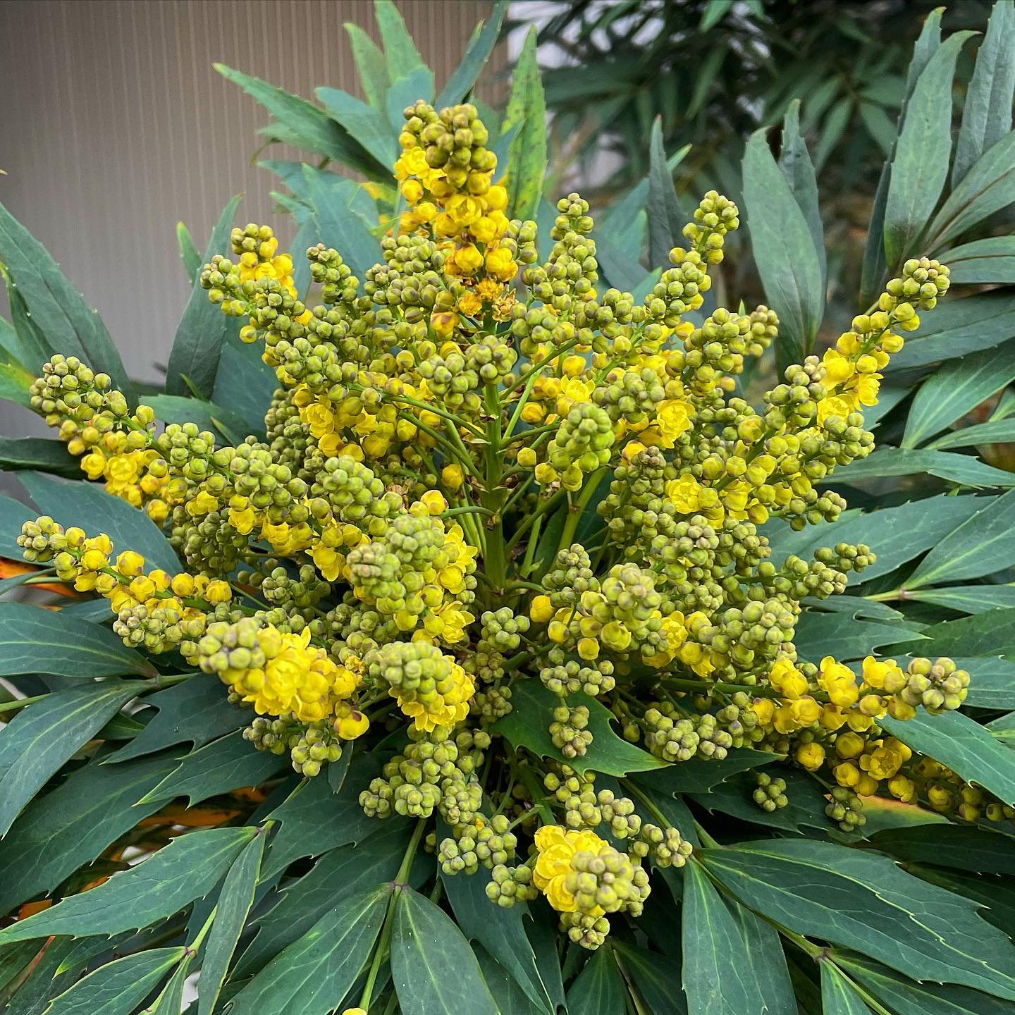 How to Grow Mahonia Japonica (Berberis japonica) in UK Gardens