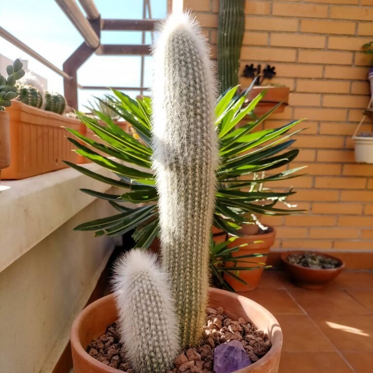 Caring for Cleistocactus strausii (Silver Torch Cactus)