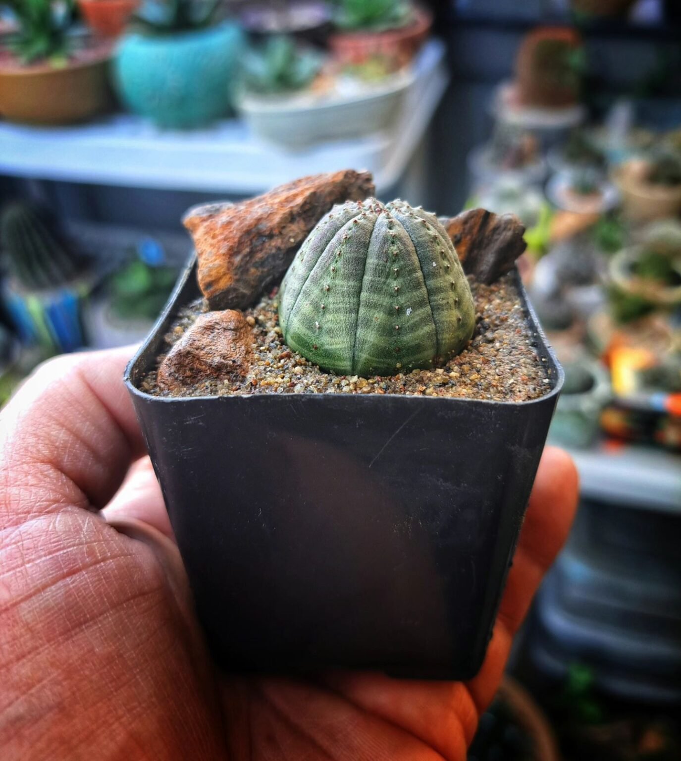 Caring for My Euphorbia obesa, the Baseball Plant in the UK