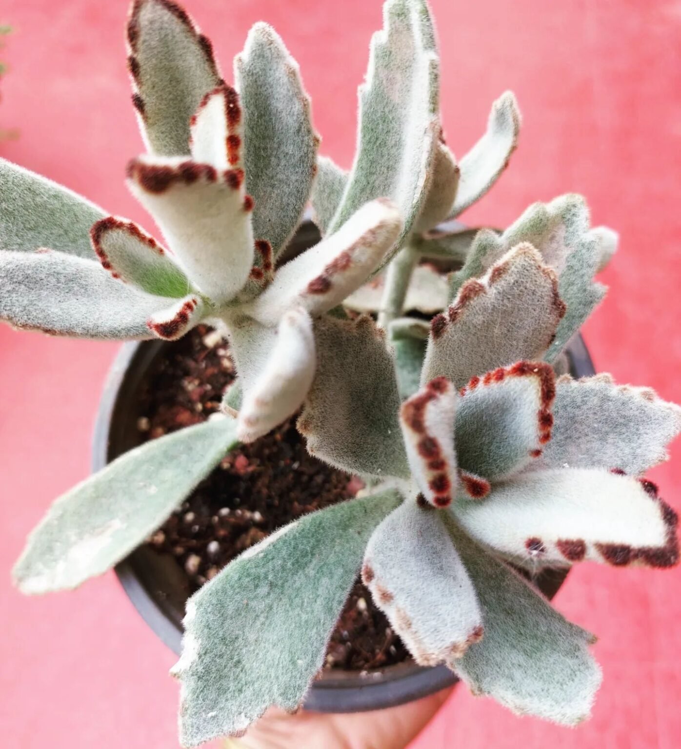 Caring for Kalanchoe Tomentosa (Panda Plant)